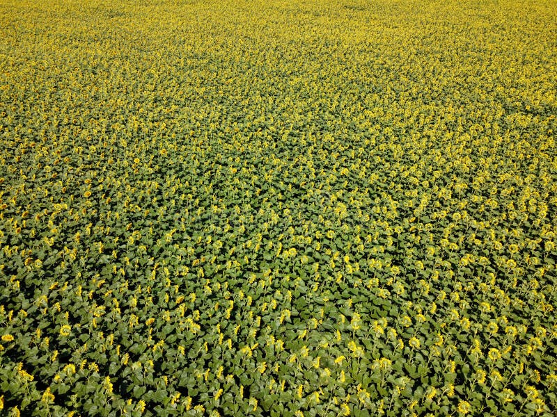 Sunflower Field, Top View. Sunflower Plants Bloom in a Farmer`s Field ...