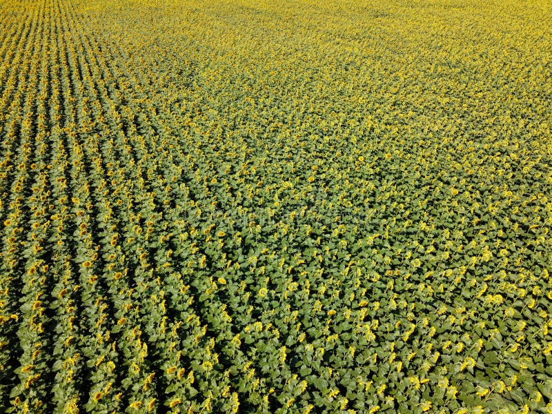 Sunflower Field, Top View. Sunflower Plants Bloom in a Farmer`s Field ...