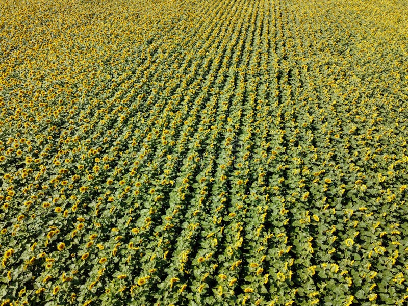 Sunflower Field, Top View. Sunflower Plants Bloom in a Farmer`s Field ...