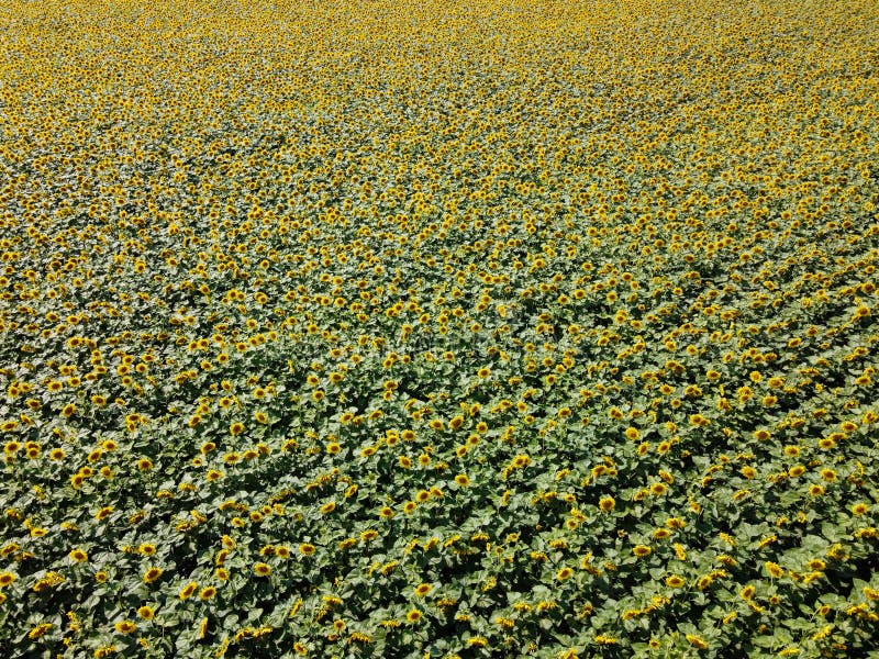 Sunflower Field, Top View. Sunflower Plants Bloom in a Farmer`s Field ...