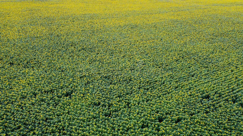 Sunflower Field, Top View. Sunflower Plants Bloom in a Farmer`s Field ...