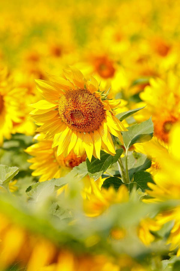 Sunflower field stock image. Image of botany, natural - 41125371