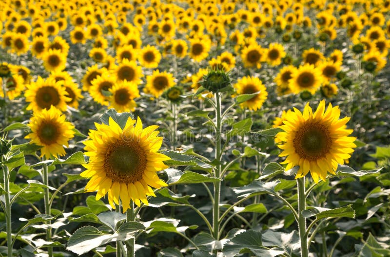 Sunflower field stock image. Image of foodstuff, bright - 85769671
