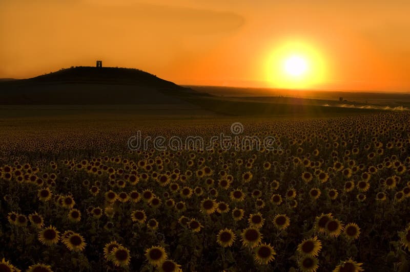 Sunflower field at sunset stock photo. Image of plant - 2997612