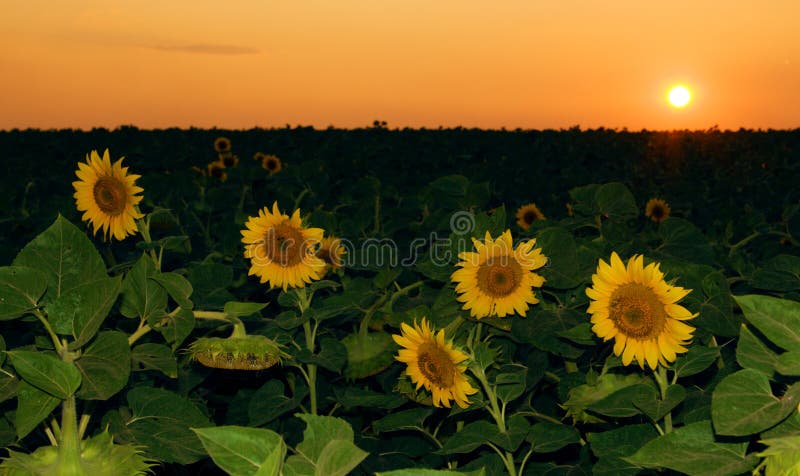 Sunset with Sunflower Field Stock Photo - Image of rural, tree: 120184394