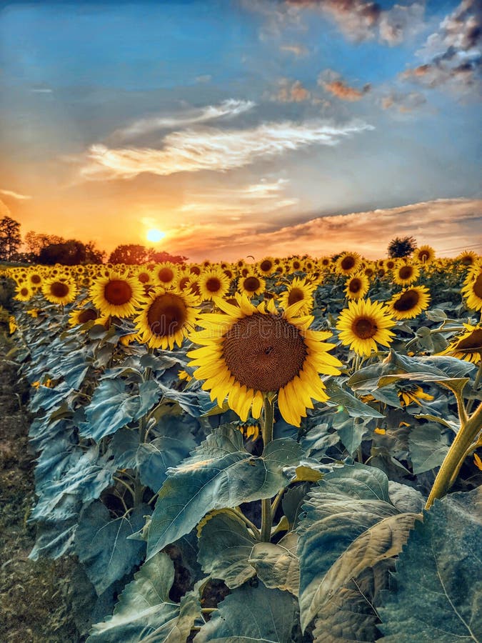 Sunflower Field during Sunset Stock Image - Image of nature, cloud ...