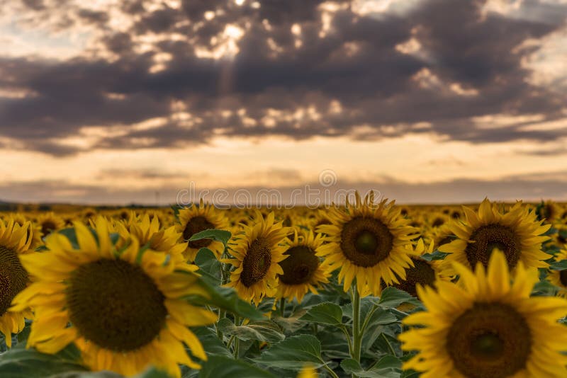 Sunflower field at sunset stock photo. Image of cultivate - 96187208