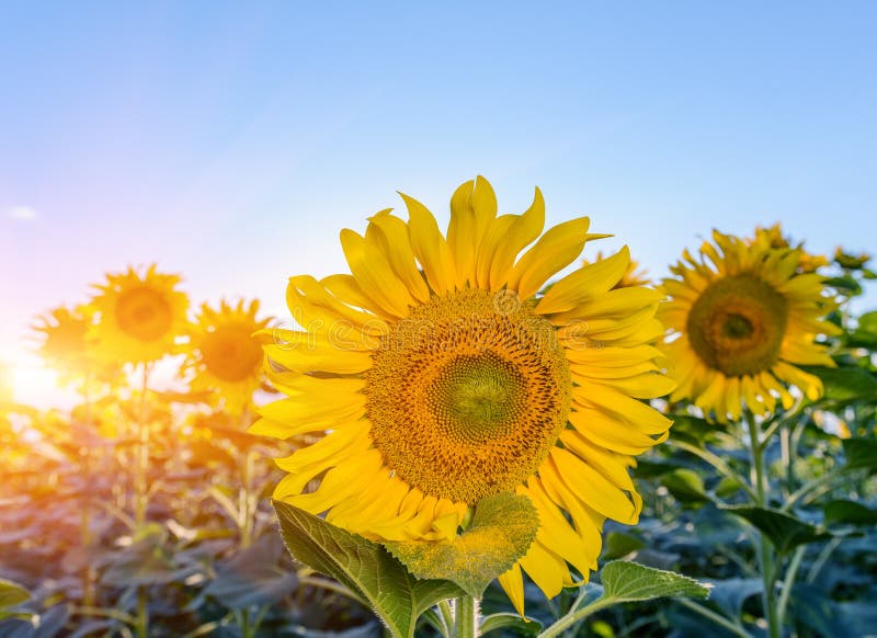 Sunflower Field at Sunset. Filtered Instagram Effect. Stock Image ...