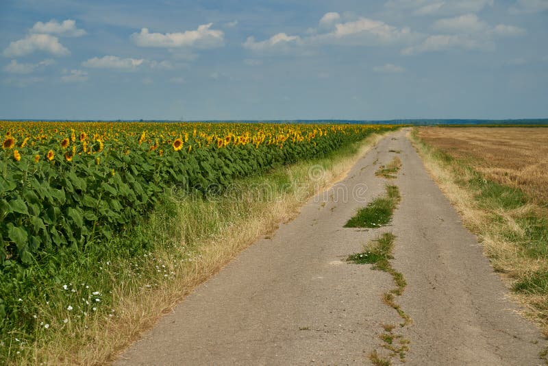 Sunflower Field at Sunset with Road Stock Image - Image of flower ...