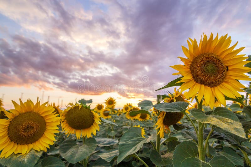 Sunflower field at sunset stock photo. Image of fantastic - 188889162