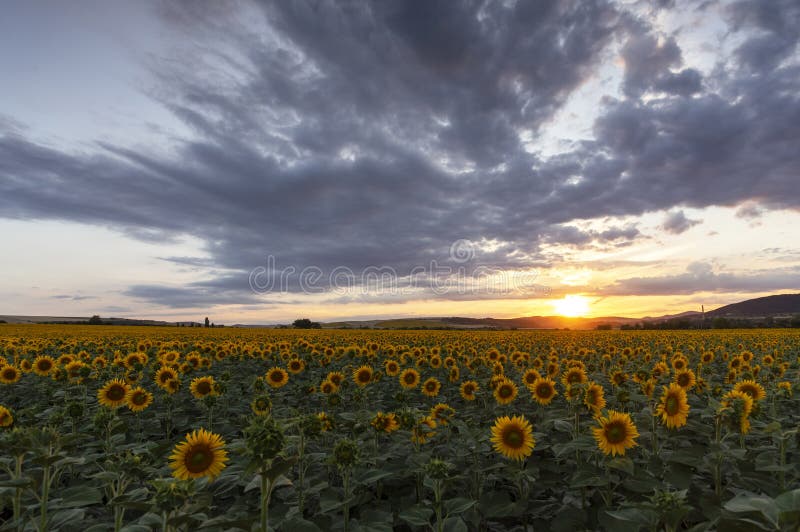 Sunflower field at sunset stock photo. Image of sunflower - 305277606