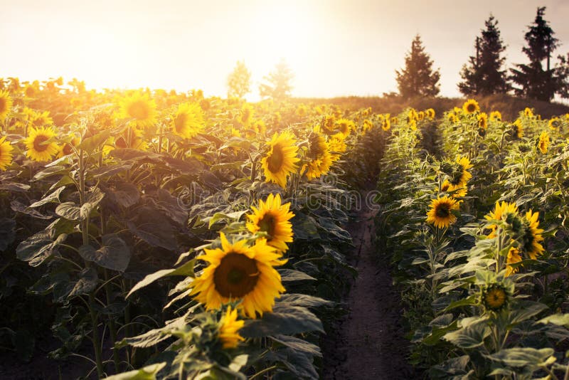 Sunflower Field in Sunset, Sunflowers in the Rows, Agriculture Concept ...