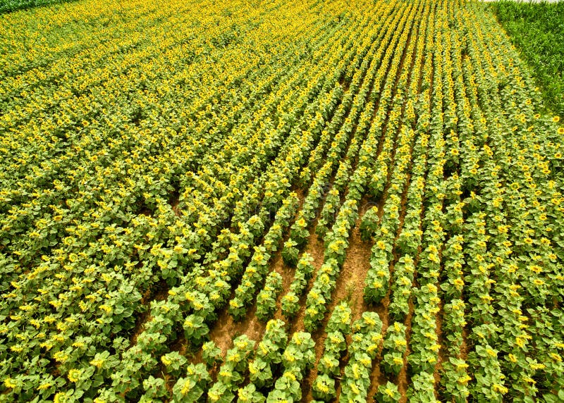Sunflower field top view stock photo. Image of clear - 105338972
