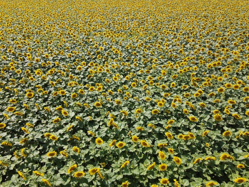 Sunflower Field, Top View. Sunflower Plants Bloom in a Farmer`s Field ...