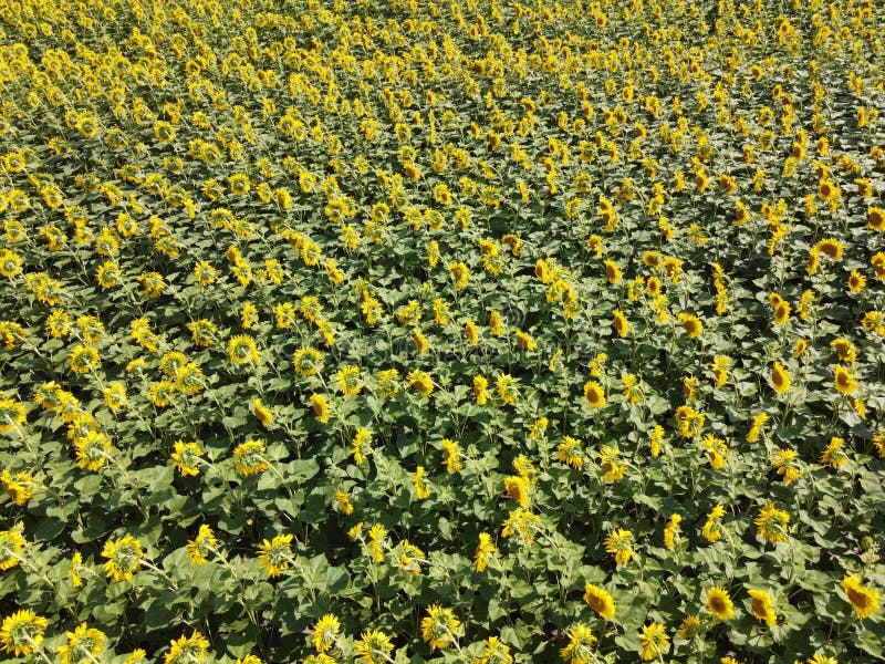 Sunflower Field, Top View. Sunflower Plants Bloom in a Farmer`s Field ...