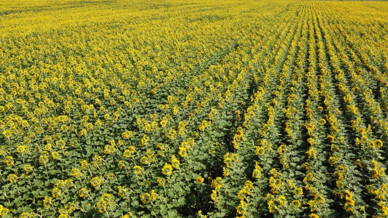 Sunflower Field, Top View. Sunflower Plants Bloom in a Farmer`s Field ...