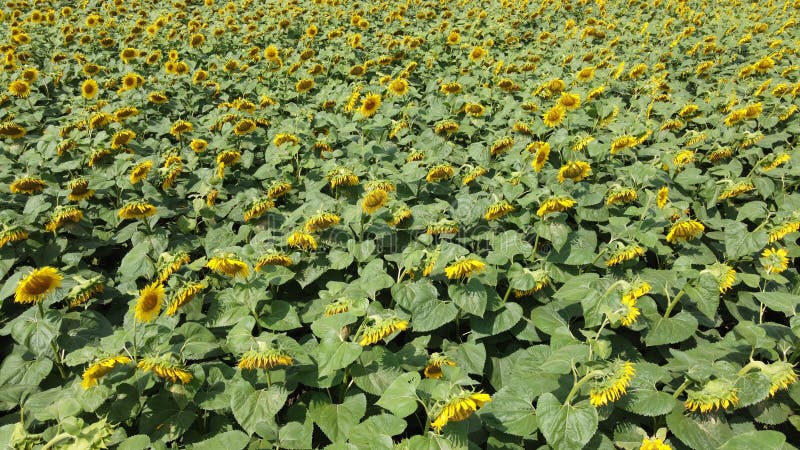 Sunflower Field, Top View. Sunflower Plants Bloom in a Farmer`s Field ...