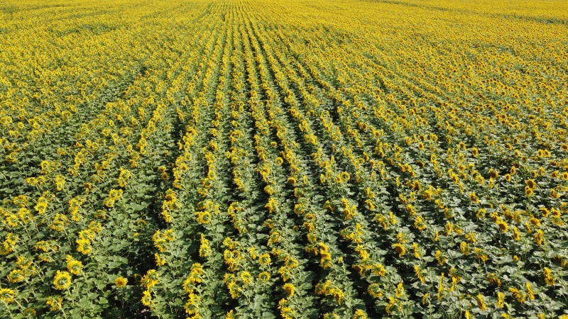 Sunflower Field, Top View. Sunflower Plants Bloom in a Farmer`s Field ...