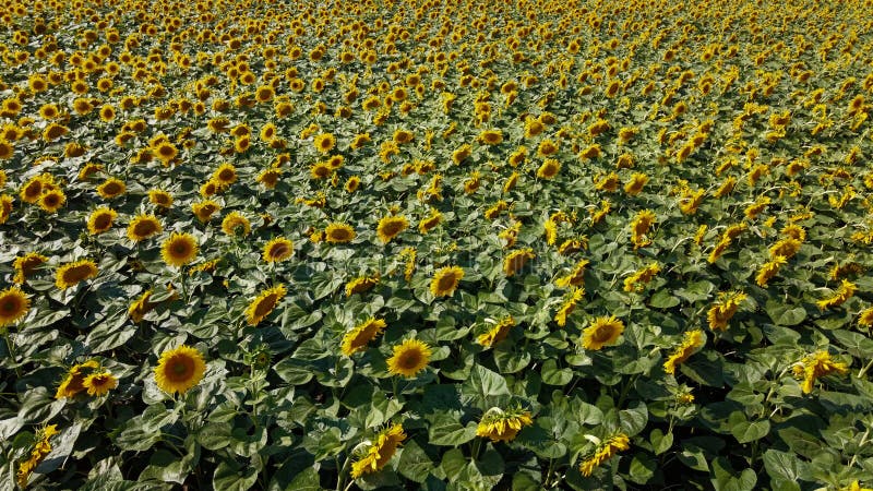 Sunflower Field, Top View. Sunflower Plants Bloom in a Farmer S Field ...