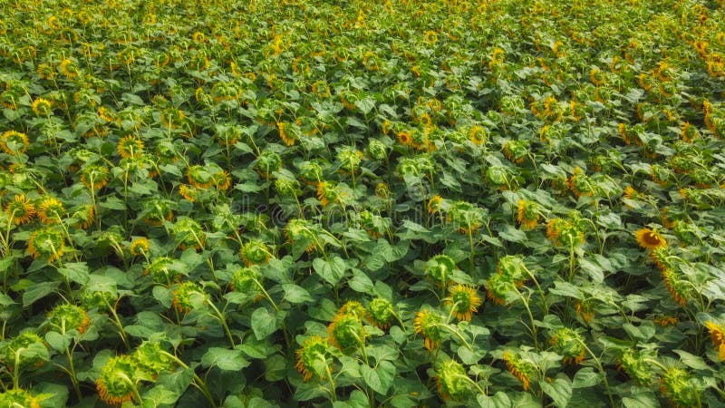Sunflower Field, Top View. Sunflower Plants Bloom in a Farmer S Field ...