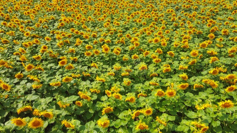 Sunflower Field, Top View. Sunflower Plants Bloom in a Farmer S Field ...