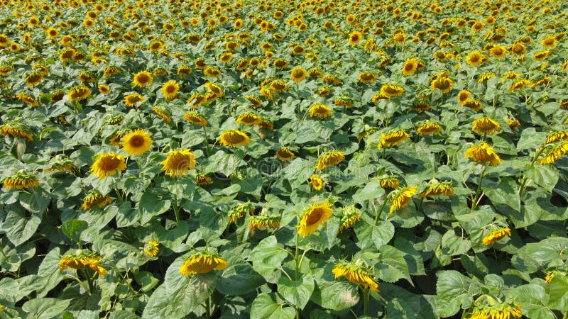 Sunflower Field, Top View. Sunflower Plants Bloom in a Farmer S Field ...