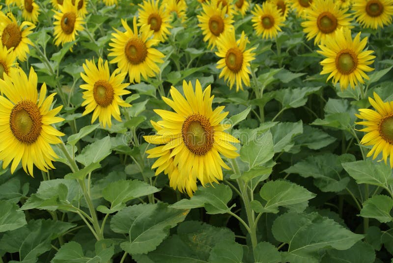 Japan S Beautiful Sunflower Fields Stock Photo - Image of japan, flower ...