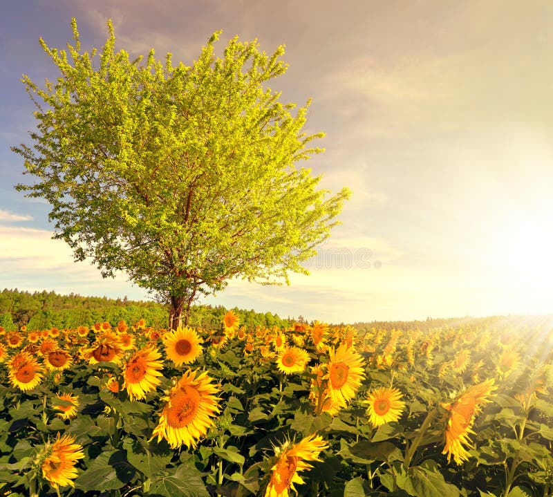 Sunflower field with tree stock image. Image of flower - 51733045
