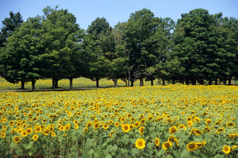 Sunflower Field with trees stock photo. Image of growing - 782478