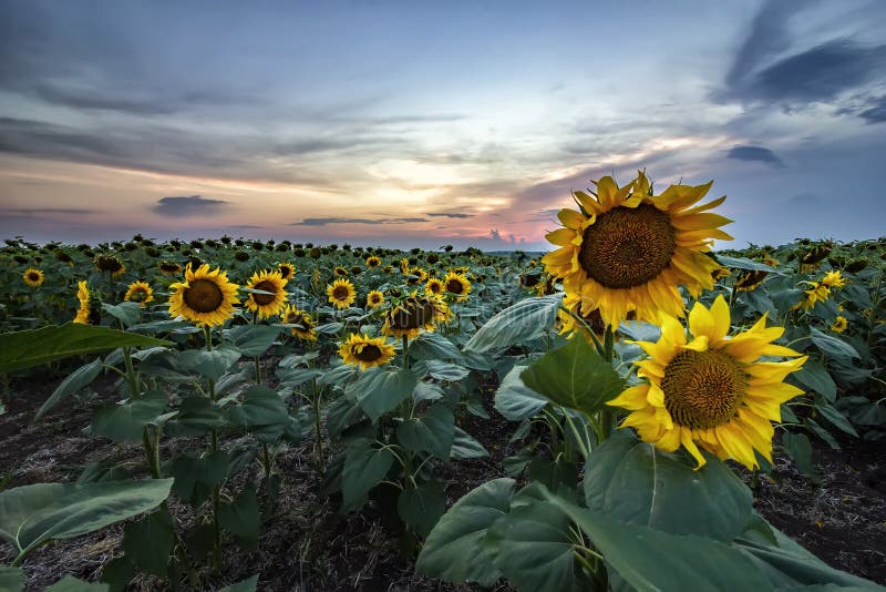 Sunflower Field Under the Beautiful Sunset Sky Stock Image - Image of ...