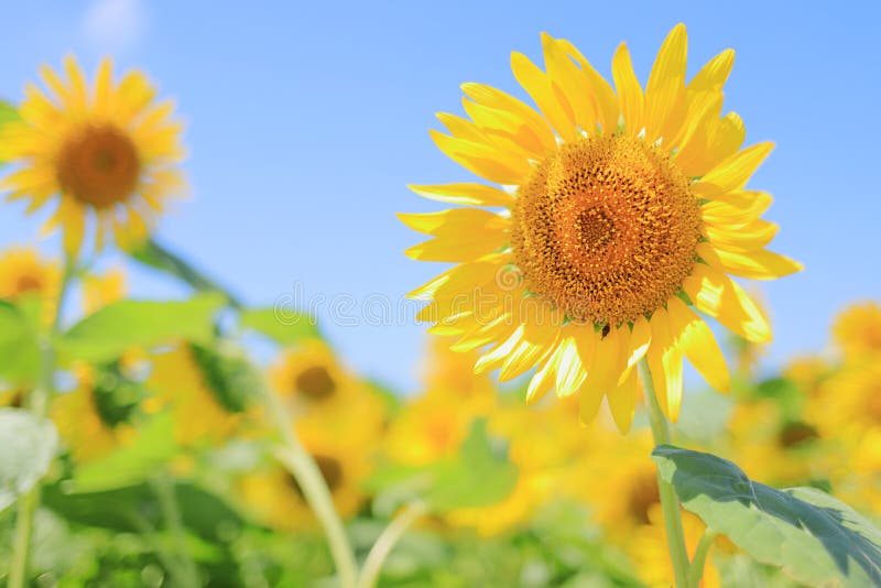 Sunflower field stock photo. Image of garden, yellow - 255273732