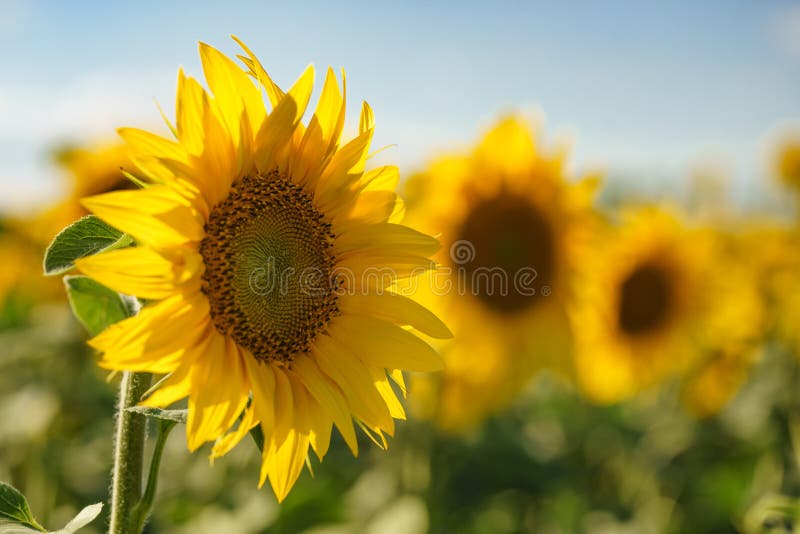 Sunflower Field Under Bright Sunlight Stock Image - Image of ukraine ...