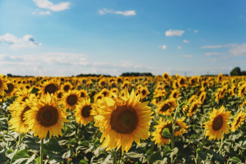 Sunflower Field Under Bright Sunlight Stock Image - Image of ukraine ...