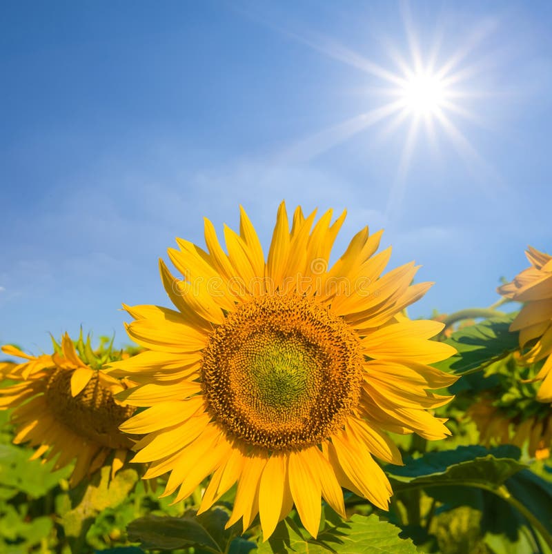 Sunflower Field Under a Sparkle Sun Stock Photo - Image of plant, flora ...