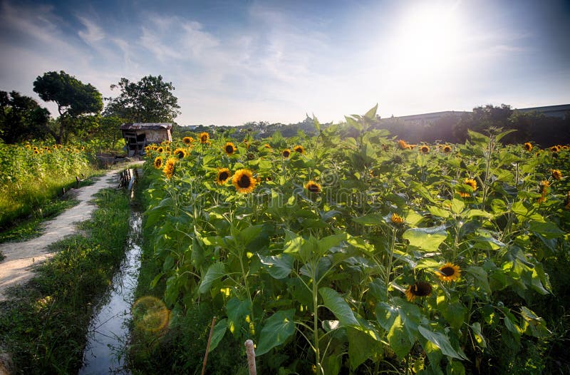 Sunflower field stock image. Image of glass, garden - 118041131