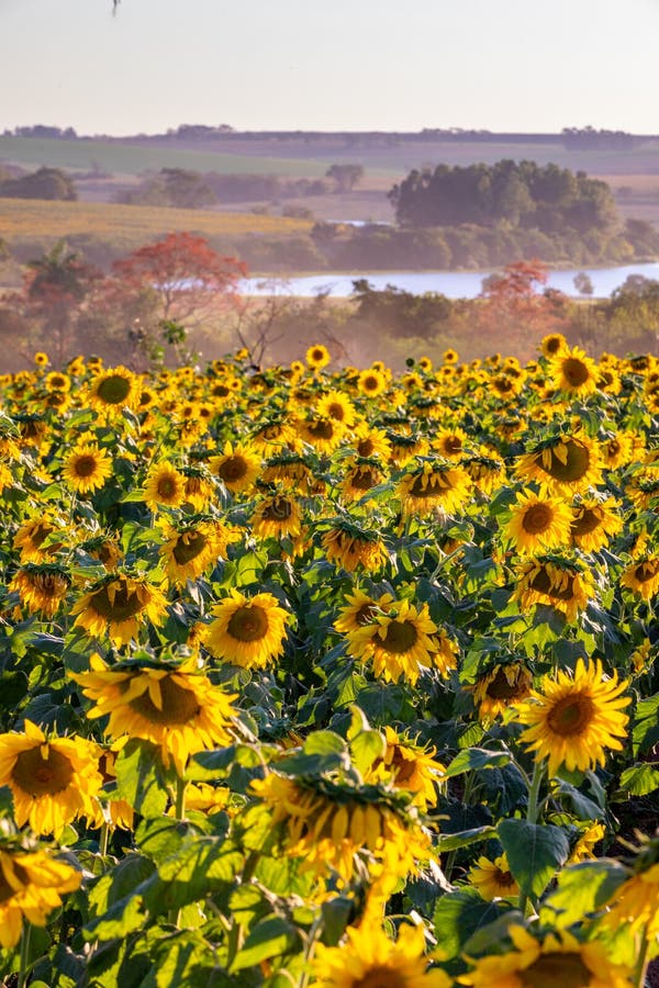 Sunflower Field - View of a Sunflower Plantation - Flowered Sunflowers ...