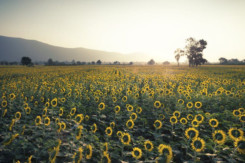 Sunflower field stock photo. Image of pattern, botany - 48192006