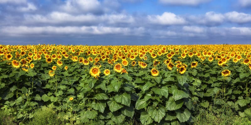 Sunflower Field stock image. Image of farming, blooms - 34387261