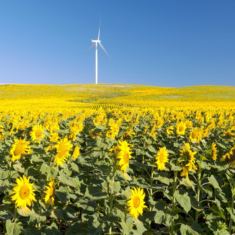 Sunflower Field with Windmill Stock Image - Image of plants, texture ...