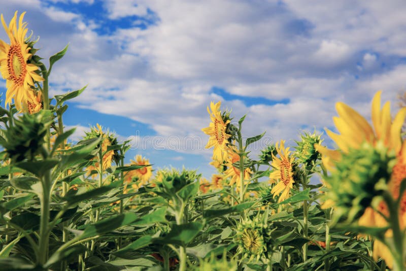 Sunflower on Field in Winter Stock Photo - Image of nature, green ...