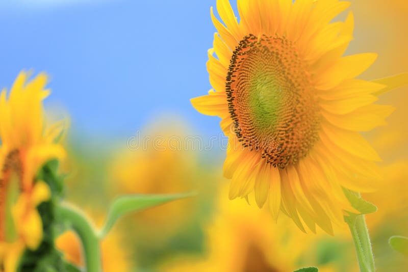 Sunflower field stock photo. Image of japan, field, garden - 254116700