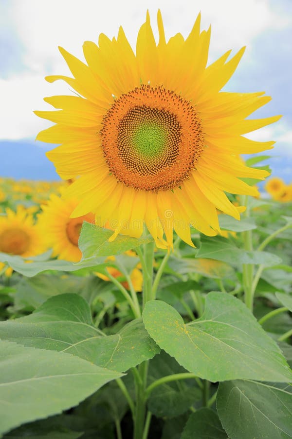 Sunflower field stock image. Image of nature, summer - 254116733