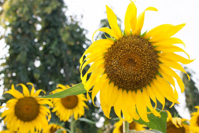 Sunflower in the field stock image. Image of clear, close - 40866601