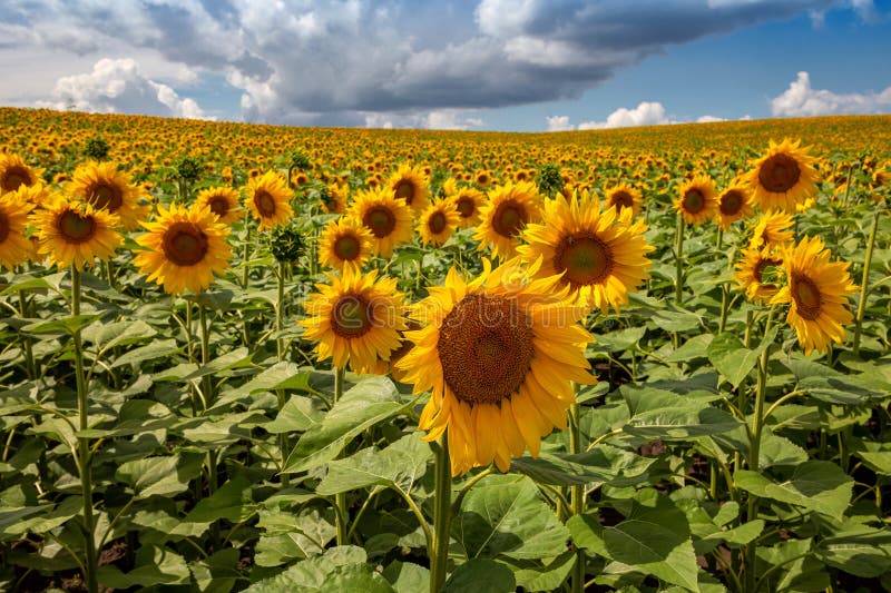 Sunflower Fields and Blue Sky Clouds Background.Sunflower Fields ...