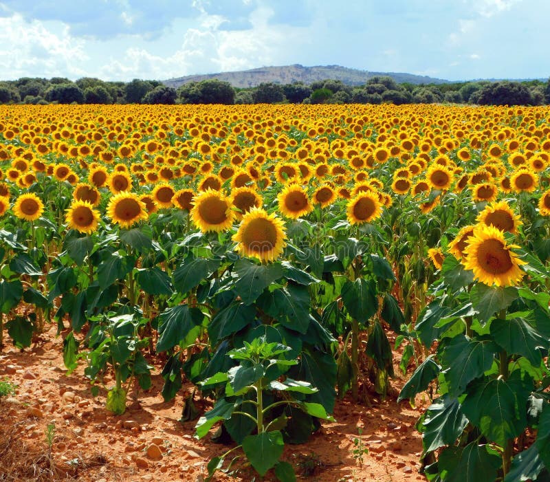 Sunflower Fields in Vidriales Valley Stock Image - Image of scene ...