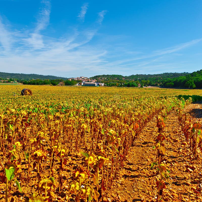 French Fields stock image. Image of alpine, architecture - 24114159