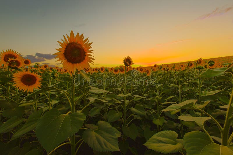Sunflower Fields during Sunset. Digital Composite of a Sunrise O Stock ...