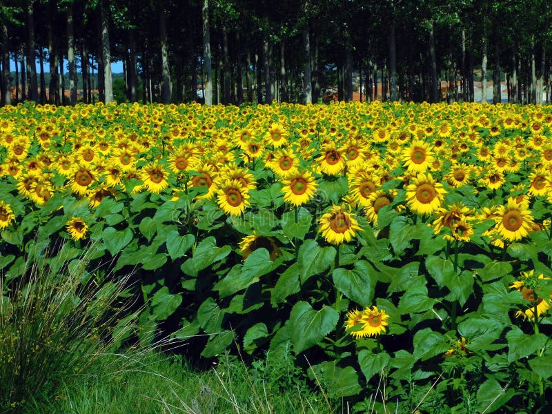 Sunflower Fields in Valverde Valley Stock Image - Image of bright ...