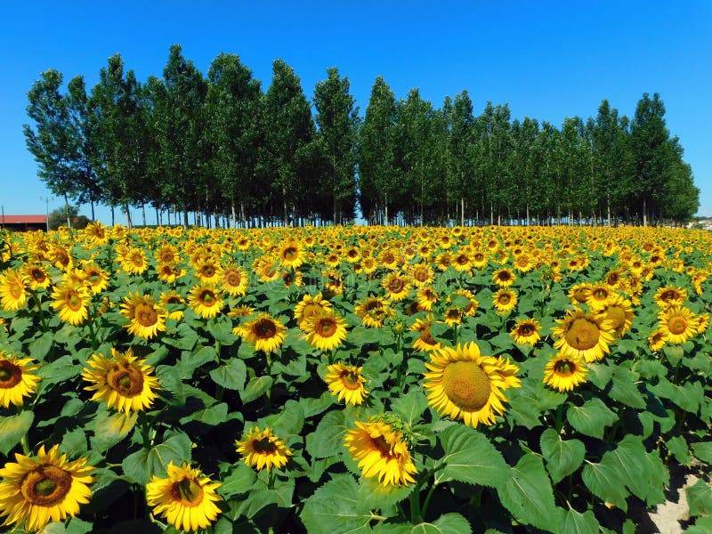 Sunflower Fields in Valverde Valley Stock Image - Image of organic ...