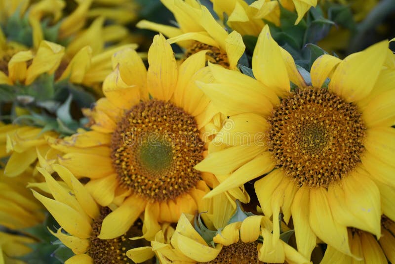 Sunflower. Floral Arrangement of Sunflower in a Rustic Setting. Decor ...